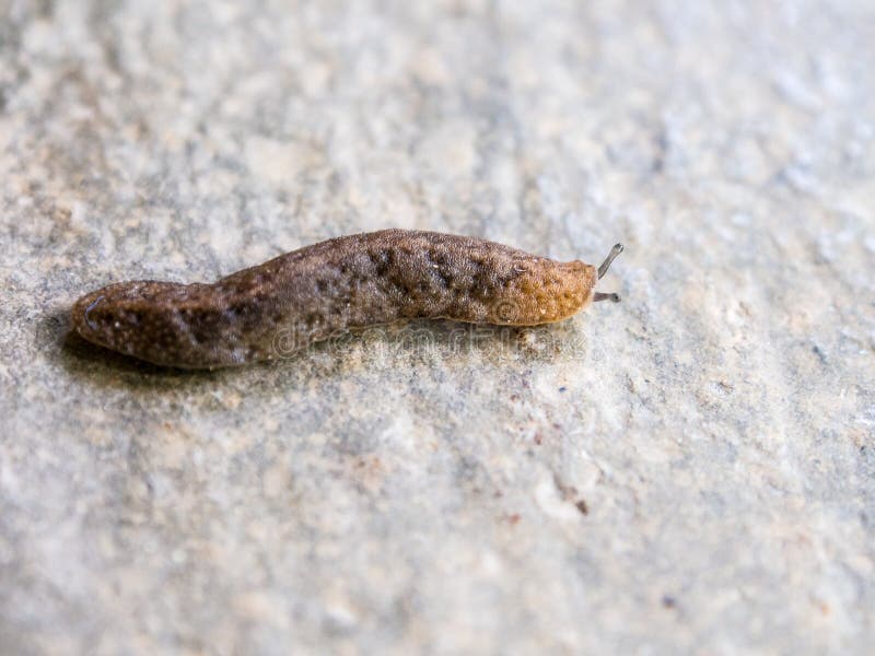 Leech via macro view stock image. Image of pest, specimen - 53663301