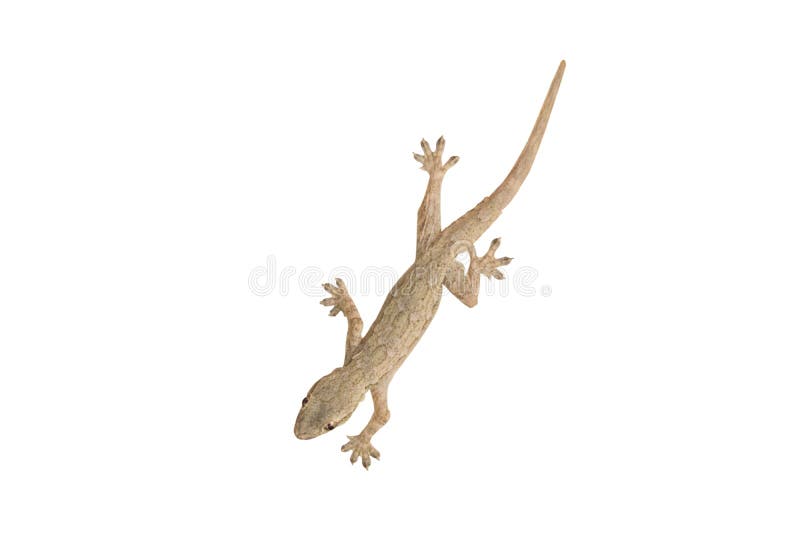 Thailand Little Lizard stock photo. Image of reptile - 115727258