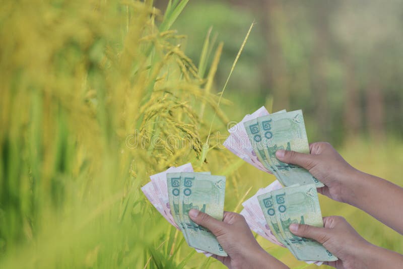 Thailand money stock photo. Image of cost, grain, nature - 57652128