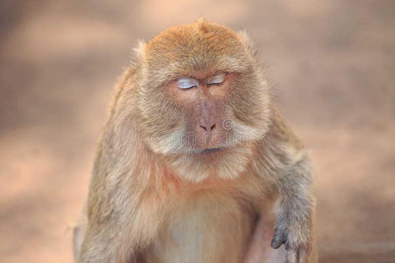 Thailand monkey asleep stock photo. Image of south, mammal - 225970462