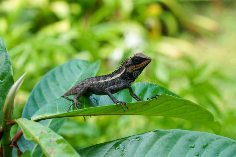 Thailand Mountain Horned Dragon Lizard on a Leaf Stock Image - Image of ...