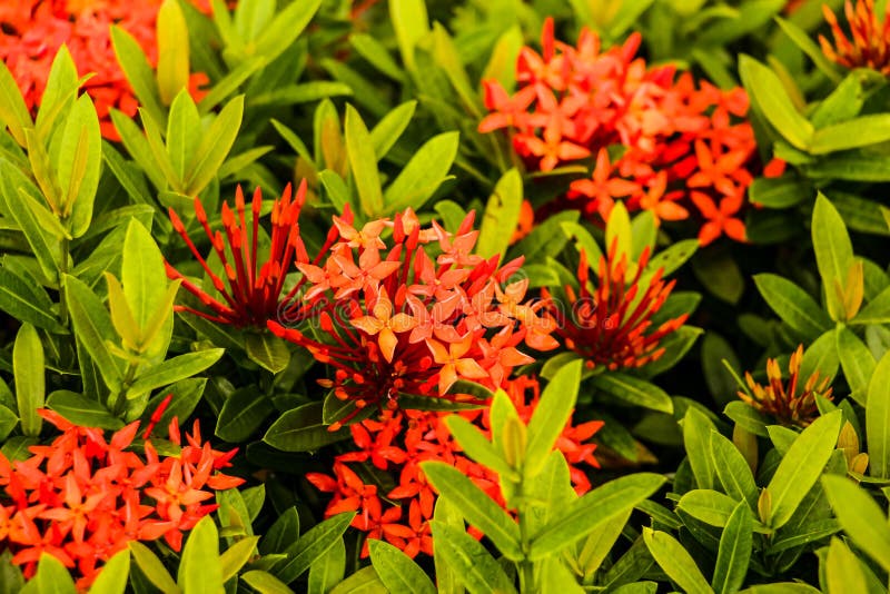 The Red Ixora in Park.Thailand. Stock Photo - Image of garden, 700d ...