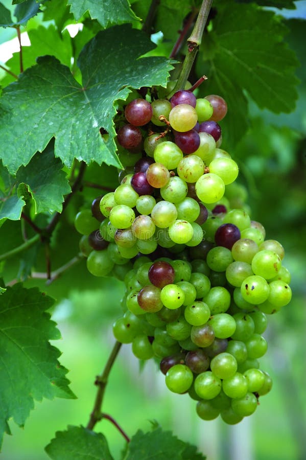 Thailand Pattaya; Witte Rozijnen Stock Afbeelding - Image of ...