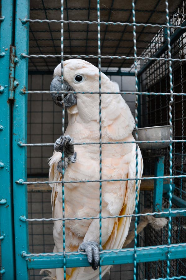 Thailand Phuket Convict Parrot Stock Photos - Free & Royalty-Free Stock ...