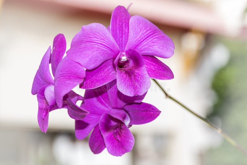 Thailand purple orchid stock image. Image of arrangement - 64318557