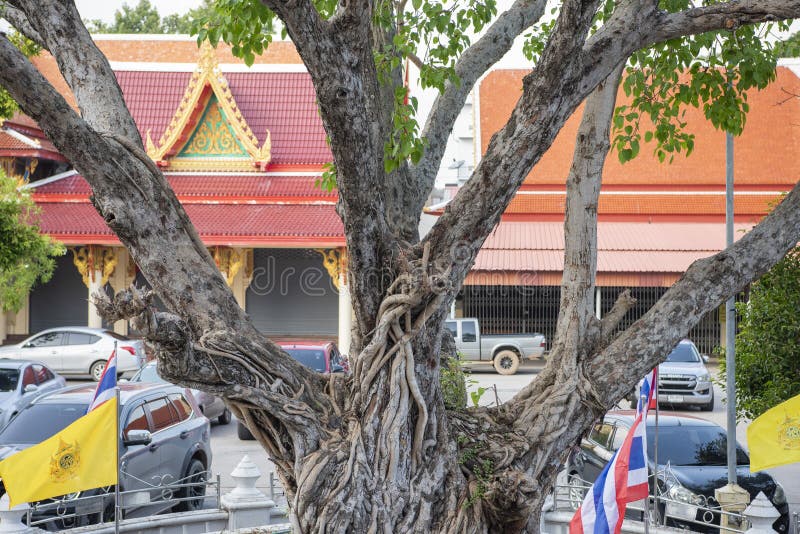Thailand Rayong Wat Pa Pradu Editorial Photography - Image of city ...