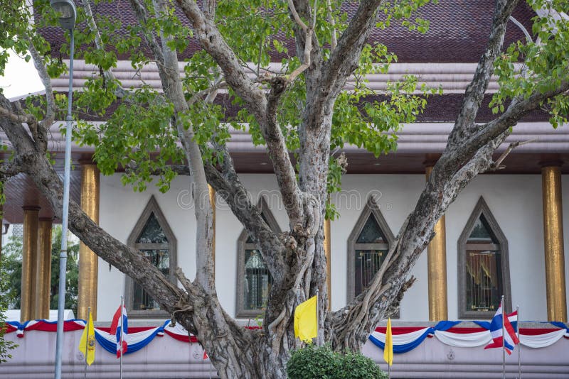 THAILAND RAYONG WAT PA PRADU Editorial Stock Photo - Image of tree ...