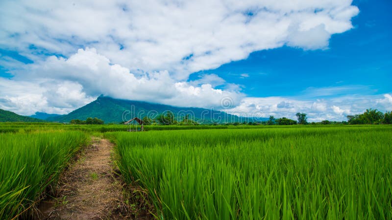 Thailand rice field stock image. Image of vegetable, harvest - 59295205