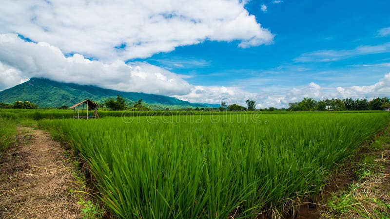 Thailand rice field stock photo. Image of gardening, paddy - 59295442