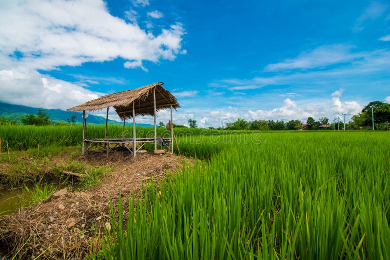 Thailand rice field stock image. Image of green, harvest - 59296673