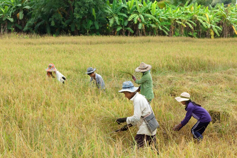 Thailand Rice harvest stock image. Image of cereal, agriculture - 28935223