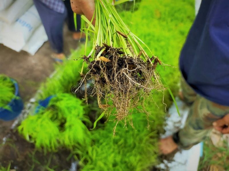 402 Rice Plant Roots Stock Photos - Free & Royalty-Free Stock Photos ...