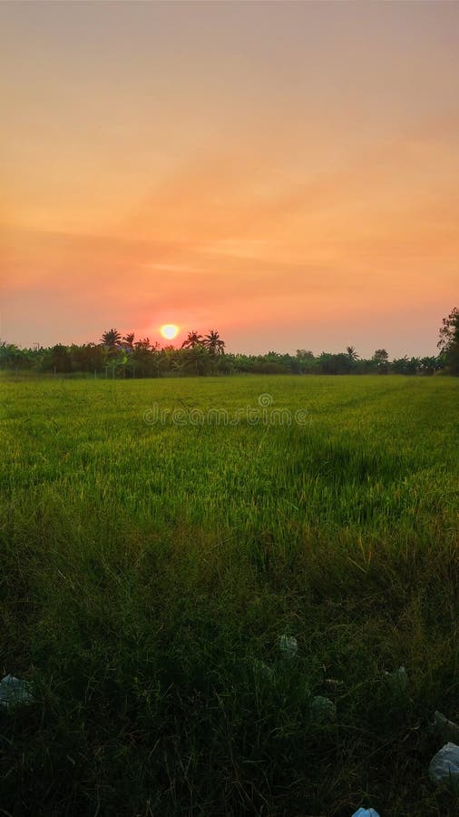 Thailand rice stock image. Image of tree, rice, farmer - 57338055
