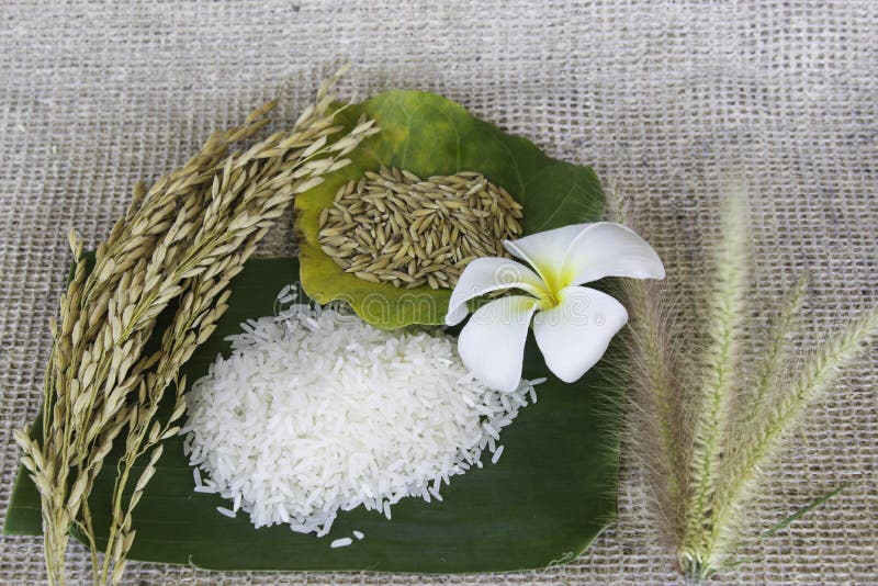 Thailand rice stock image. Image of harvest, live, plant - 47196519