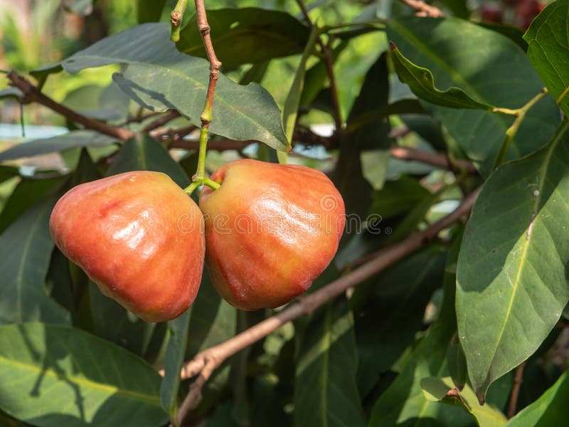 Thailand Rose Apple on the Tree Stock Image - Image of chomphu, nature ...