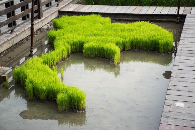 Thailand S Flag Made from Rice Cultivating. Stock Photo - Image of ...