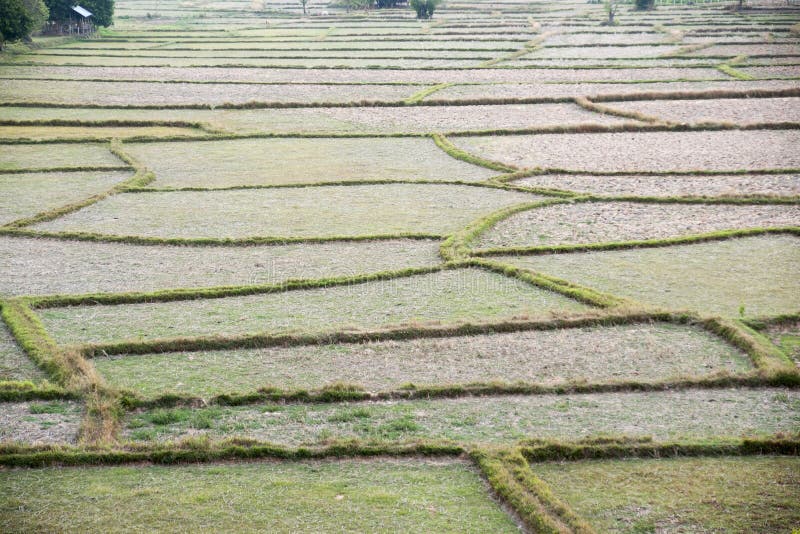 Thailand s rise fields stock image. Image of asia, color - 30731381