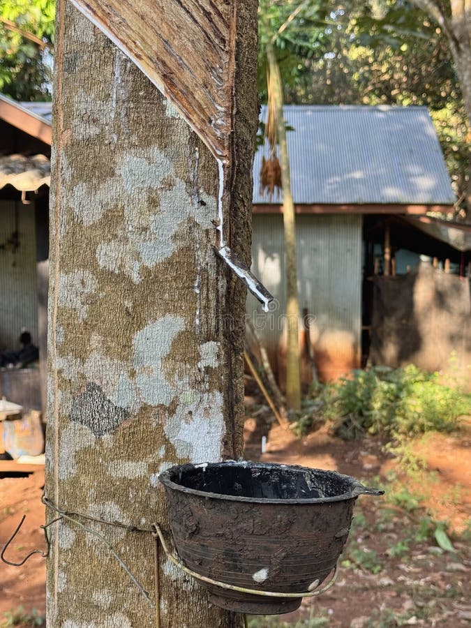 White Liquid of Latex Dripping from the Rubber Tree in Thailand Stock ...