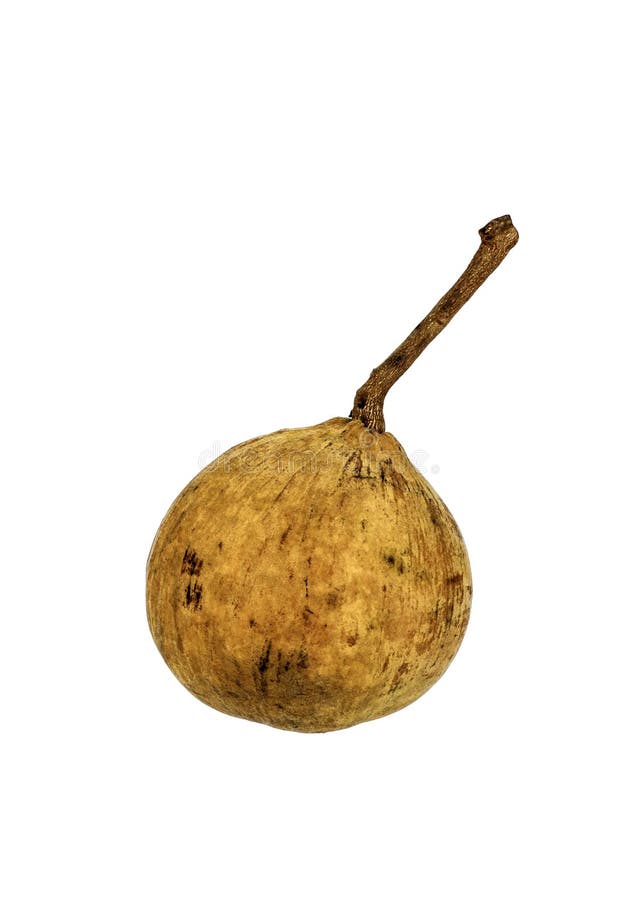 Thailand Santol Fruit Sweet and Unique Taste Stock Photo - Image of ...