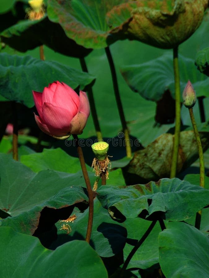 Beautiful Pink Lotus Blooming in the Pond Stock Photo - Image of flower ...