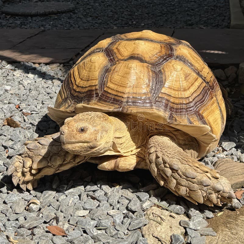 African Turtle Roaming on the Ground Stock Photo - Image of stones ...