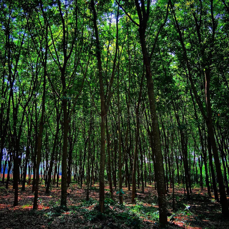 Thailand tree stock photo. Image of thailand, green, thai - 53808574