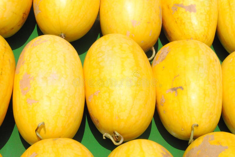 Thailand watermelon stock photo. Image of ripe, peel - 17599218