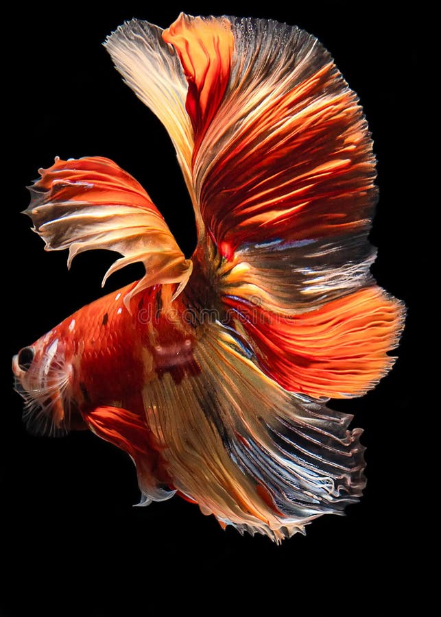 Thailand super betta fish stock photo. Image of super - 335963770