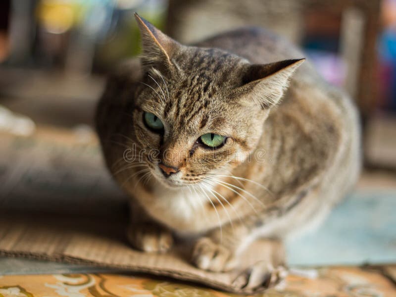 Twee bruine katten stock afbeelding. Image of bang, betrouwbaarheid ...
