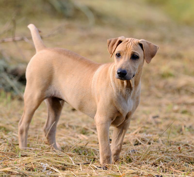 Thaise Bruine Ridgeback-Hond Stock Foto - Image of bruin, hond: 35190328