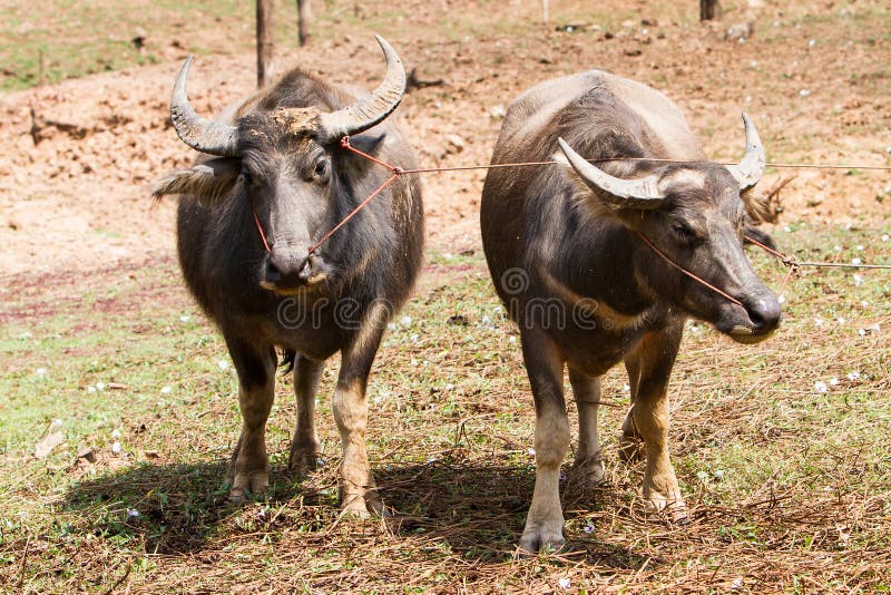 Thaise Buffels of Waterbuffel in Thailand Stock Afbeelding - Image of ...