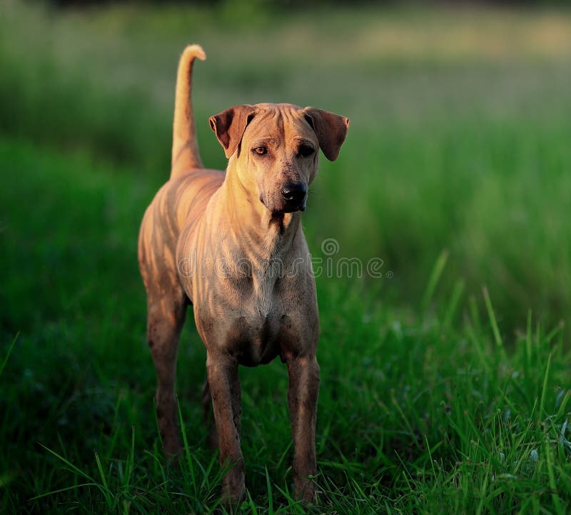 Thaise Bruine Ridgeback-Hond Stock Foto - Image of bruin, hond: 35190328
