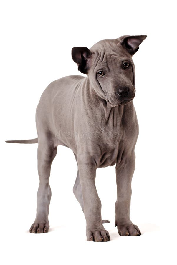 Tibetan Mastiff Van De Baby Stock Foto - Afbeelding bestaande uit ...