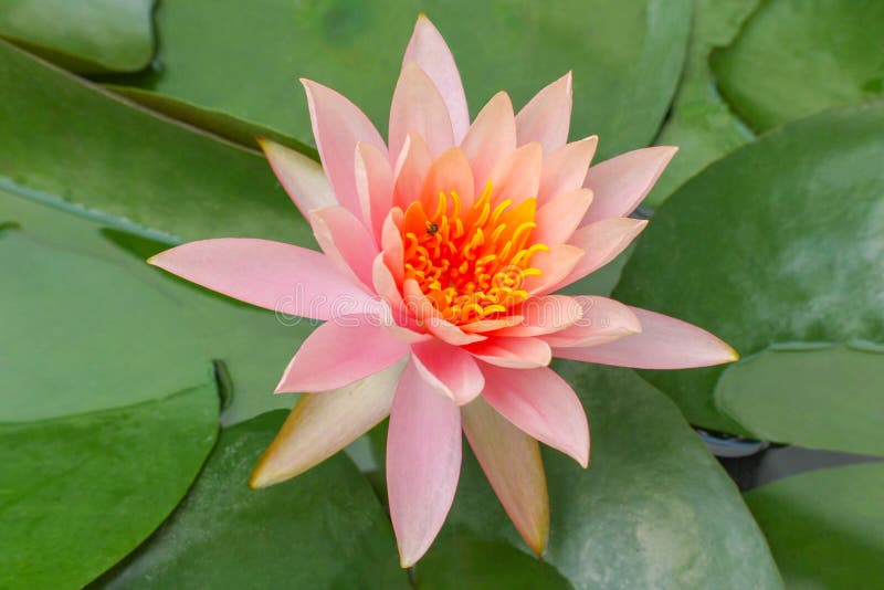 Lotus-stigma stock foto. Image of chinees, geest, kolom - 142342384