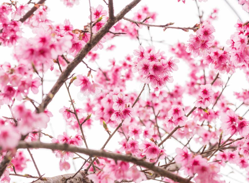Thaise Sakura in De Winter Op Boom, Prunus Cerasoides Stock Afbeelding ...