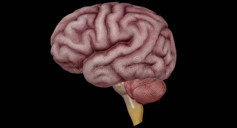 Hippo Brain Stock Illustrations – 153 Hippo Brain Stock Illustrations ...