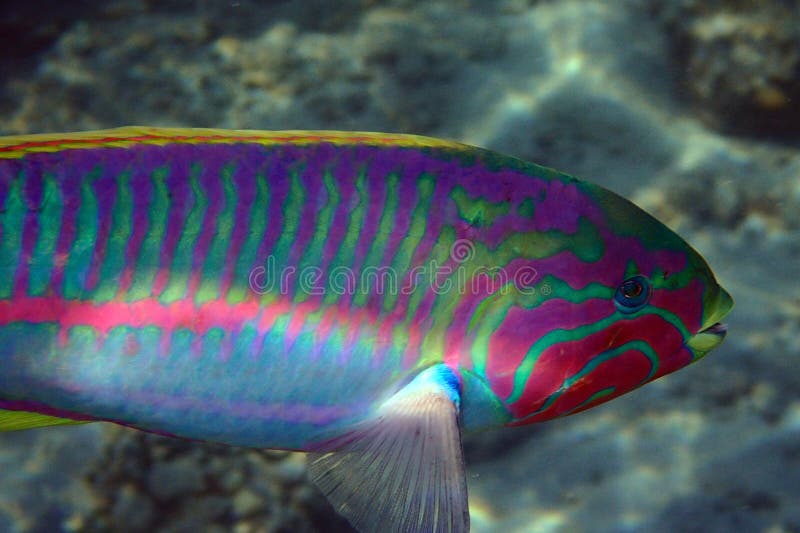 Thalassoma Klunzingeri Fish Stock Image - Image of egypt, exotic: 350391439