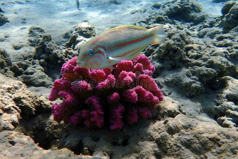 Thalassoma Klunzingeri Fish Stock Image - Image of fish, scuba: 350391563
