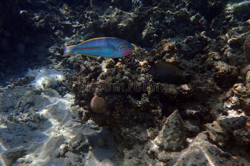 Thalassoma Klunzingeri Fish Stock Image - Image of blue, beauty: 353663265