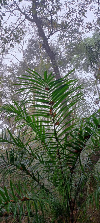 Polm Stock Photos - Free & Royalty-Free Stock Photos from Dreamstime