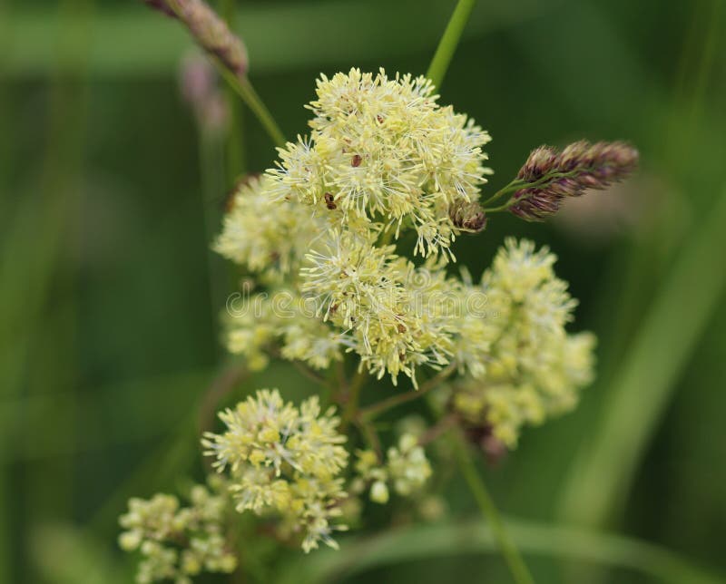 Thalictrum flavum stock image. Image of flora, meadow - 94313293