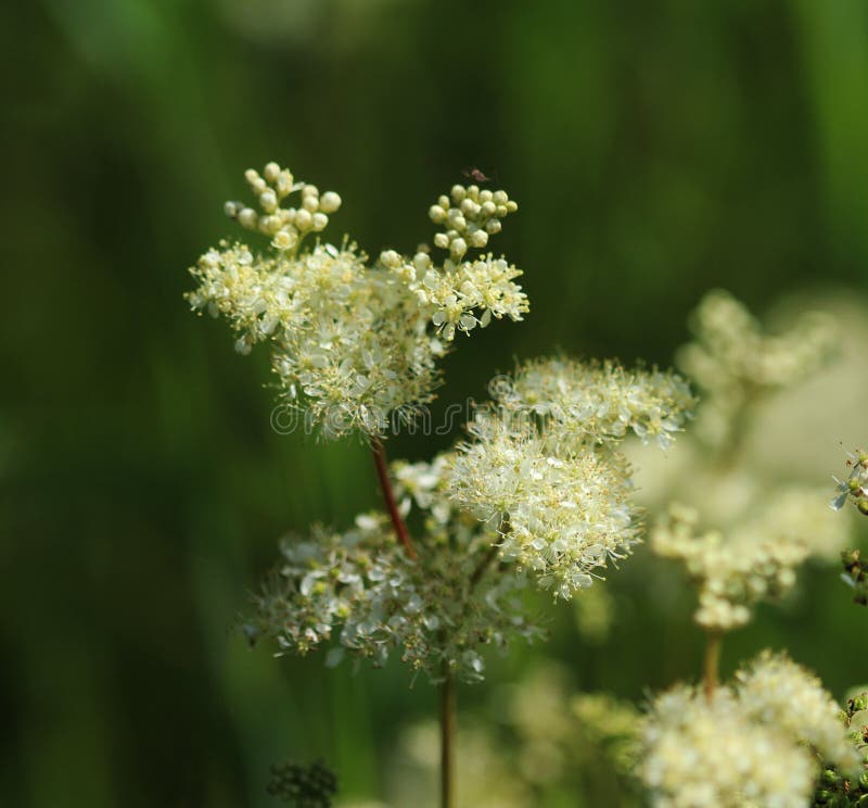 Thalictrum flavum stock photo. Image of fendleri, botany - 95722530