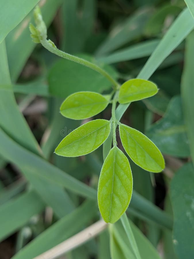 Thalir New Stock Photos - Free & Royalty-Free Stock Photos from Dreamstime