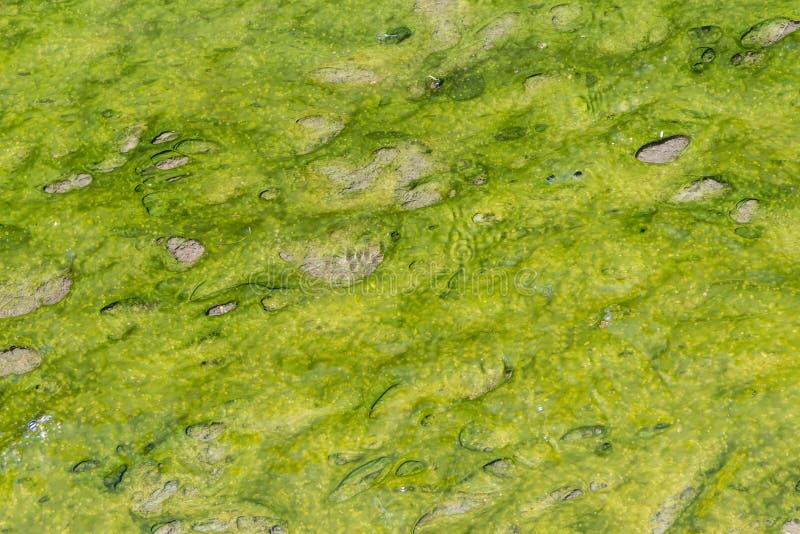 The Thallophytic Plant or Lichen Stock Image - Image of aquatic, color ...