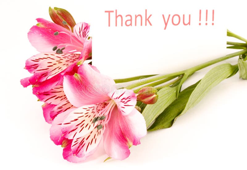 4,865 Spring Flower Thank You Stock Photos - Free & Royalty-Free Stock ...