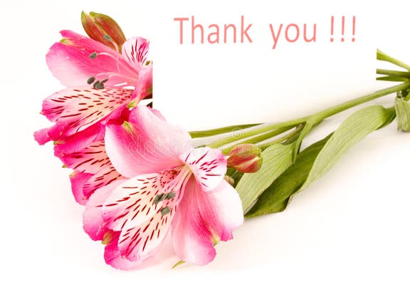 4,340 Thank You Flower Blossom Stock Photos - Free & Royalty-Free Stock ...