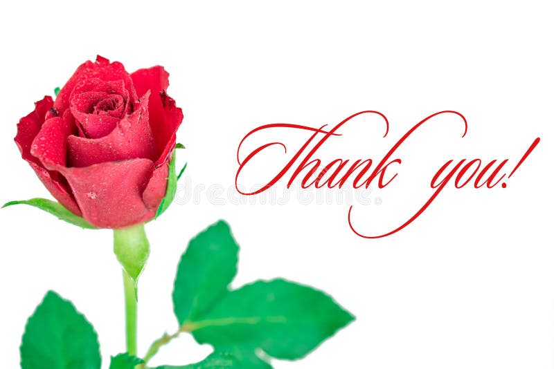 Thank You. Red Rose on White Background Stock Image - Image of rose ...