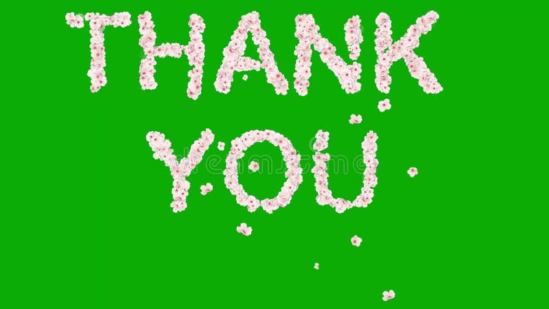 Thank You Text with Green Leaves and White Daisy Flowers on Plain Black ...