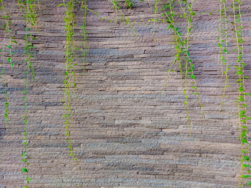 Thanks Giving Texture Andesite Stone Walls and Vines Stock Image ...