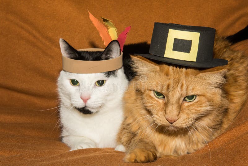 Funny Thanksgiving Cat Pictures